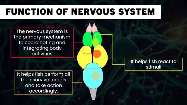 FISH NERVOUS SYTEM.pdf | Brain and Nervous System Disorders | Diseases ...