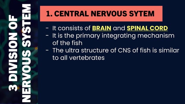 FISH NERVOUS SYTEM.pdf | Brain and Nervous System Disorders | Diseases ...