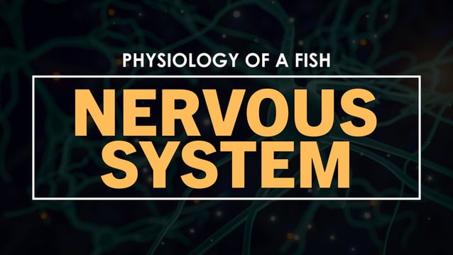FISH NERVOUS SYTEM.pdf | Brain and Nervous System Disorders | Diseases ...