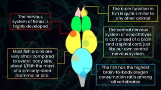 FISH NERVOUS SYTEM.pdf | Brain and Nervous System Disorders | Diseases ...
