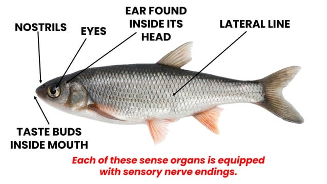 FISH NERVOUS SYTEM.pdf | Brain and Nervous System Disorders | Diseases ...