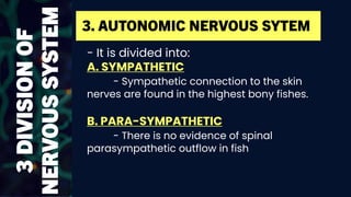FISH NERVOUS SYTEM.pdf