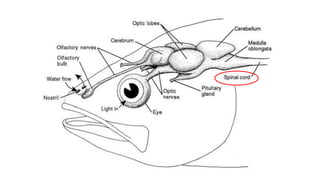 FISH NERVOUS SYTEM.pdf