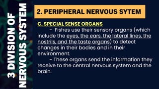 FISH NERVOUS SYTEM.pdf