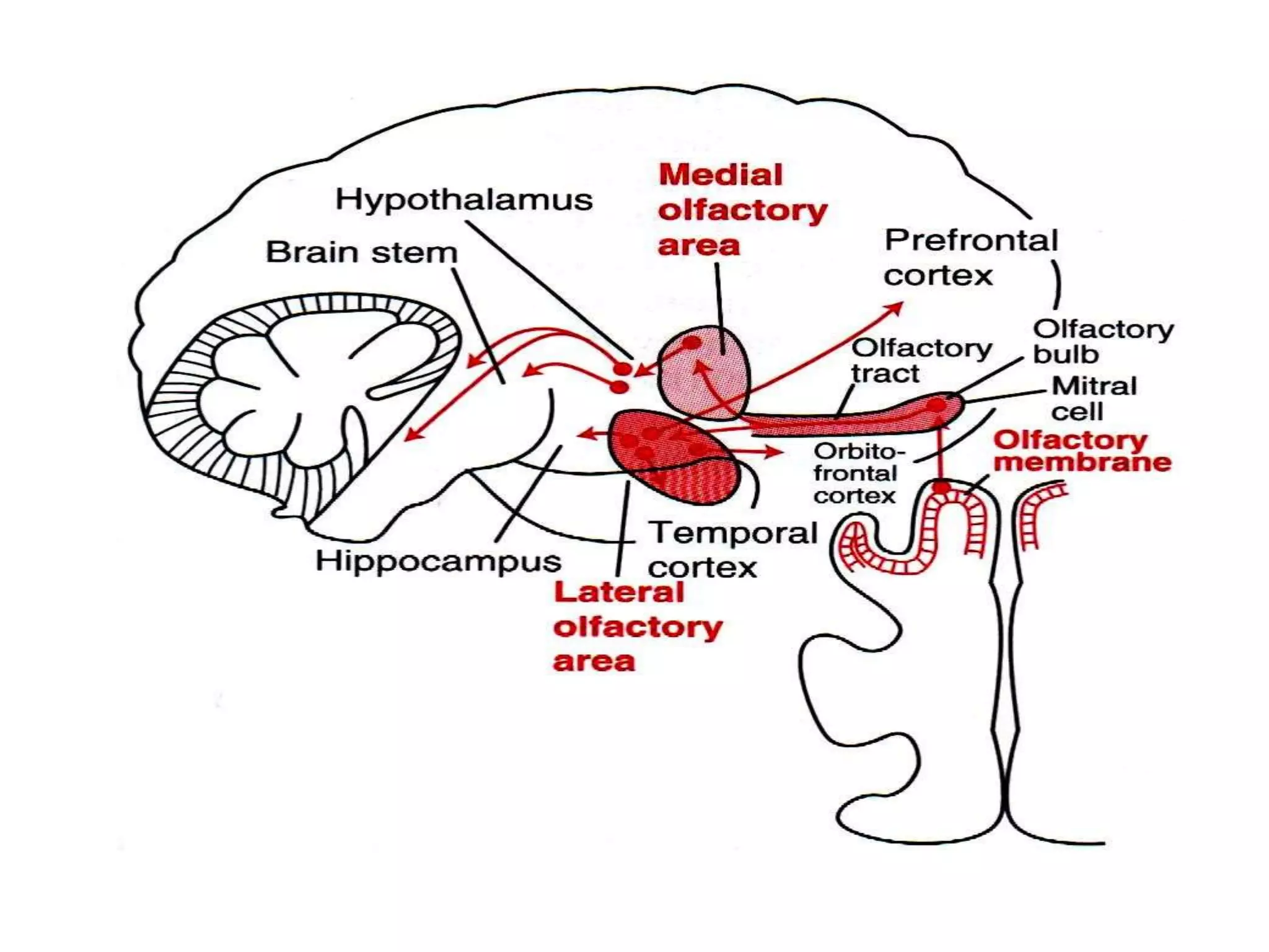 Physioloy of olfaction and olfactory dysfunctions | PPTX