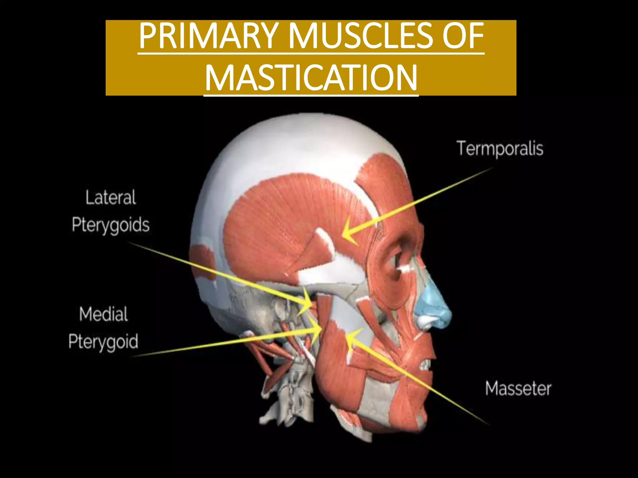 Mastication And Deglutition | PPTX