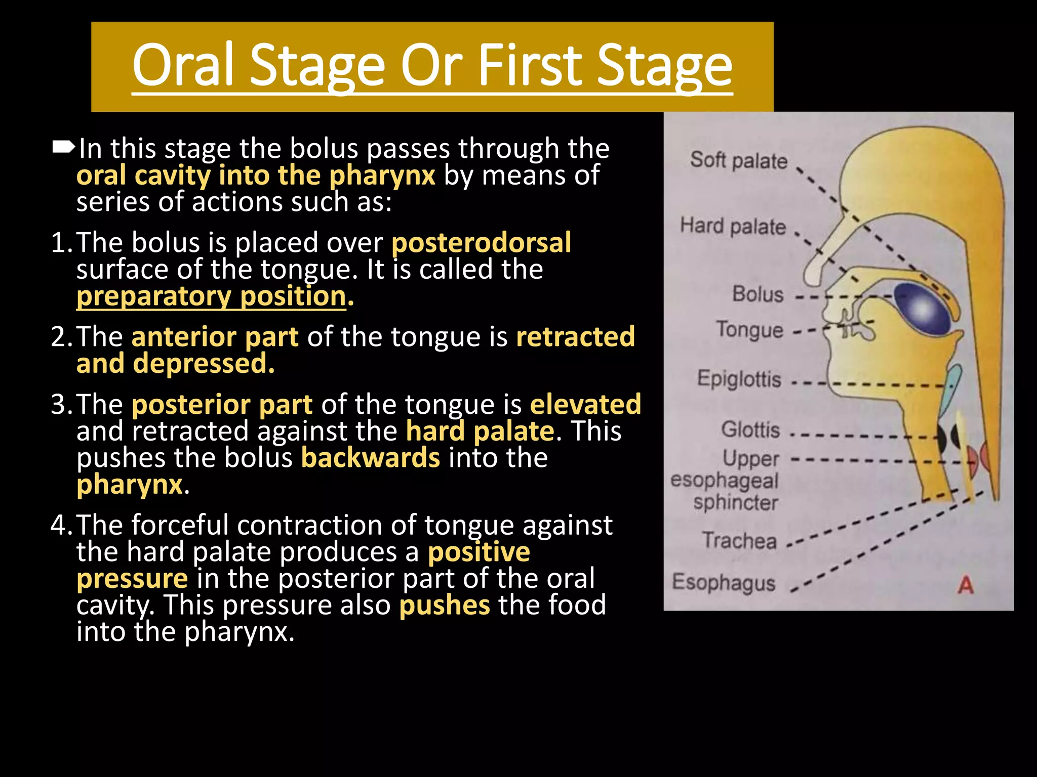 Mastication And Deglutition | PPTX