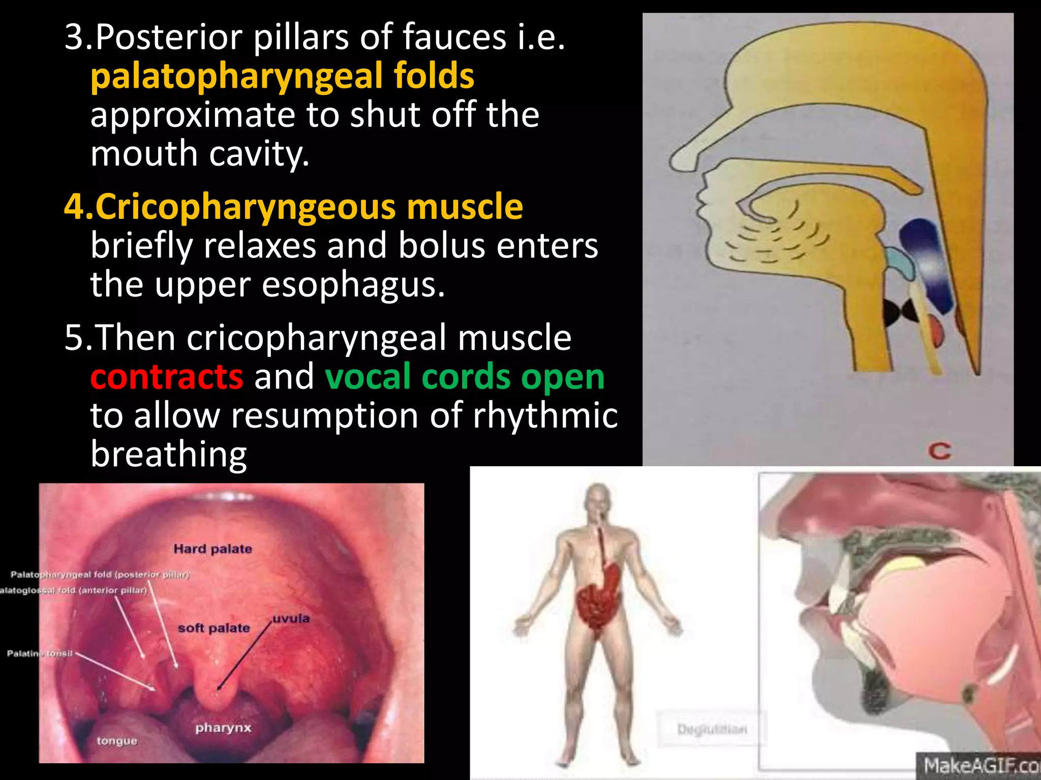 Mastication And Deglutition | PPTX
