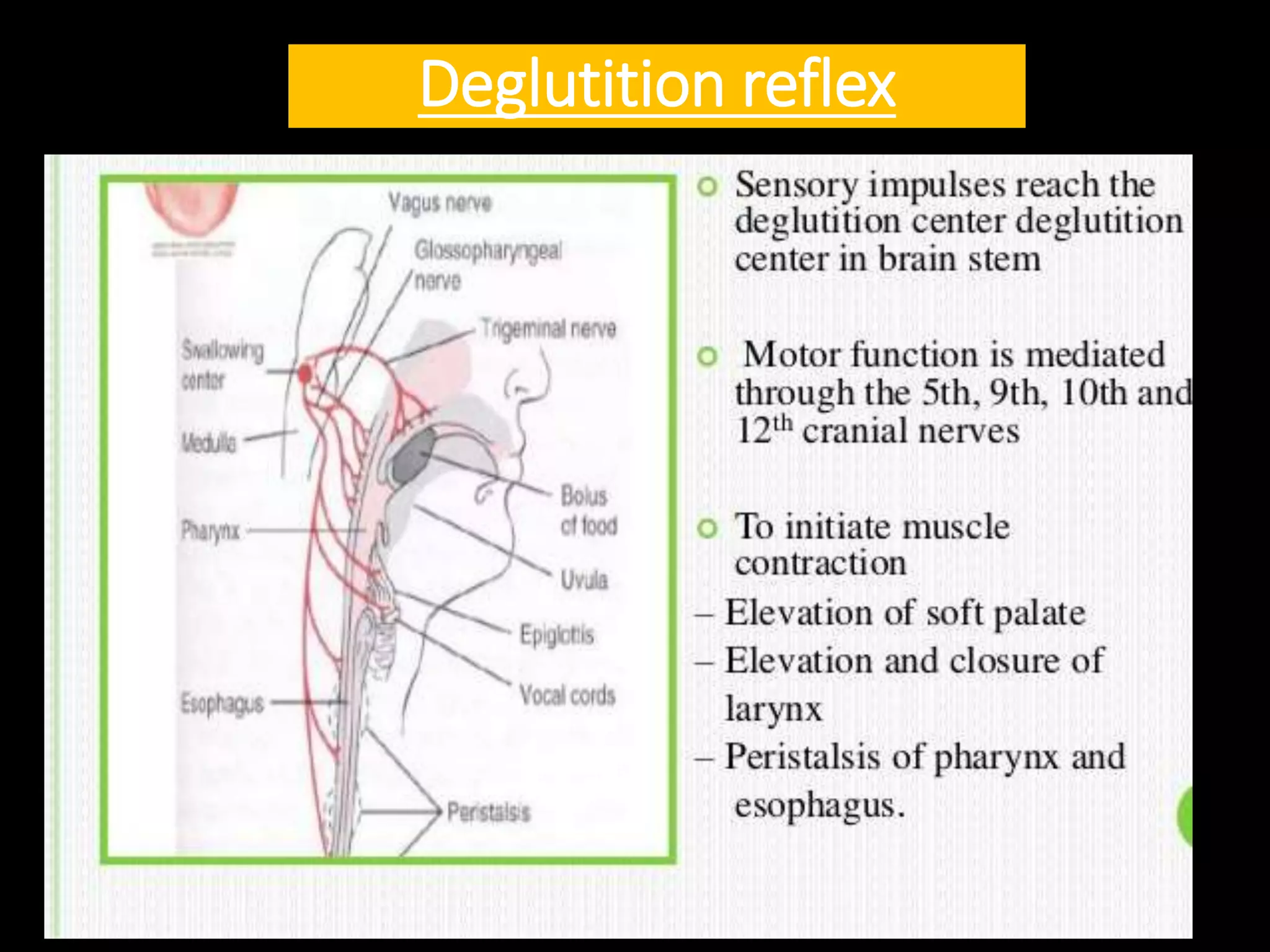 Mastication And Deglutition | PPTX