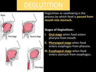 Mastication And Deglutition | PPTX