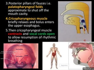 Mastication And Deglutition | PPTX