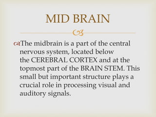 Mid Brain | PDF