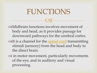 Midbrain Function