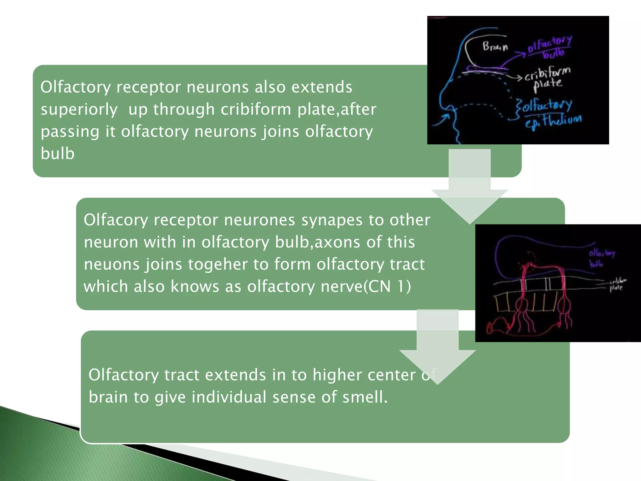 Physiology of nose, olfaction and pathway | PPTX