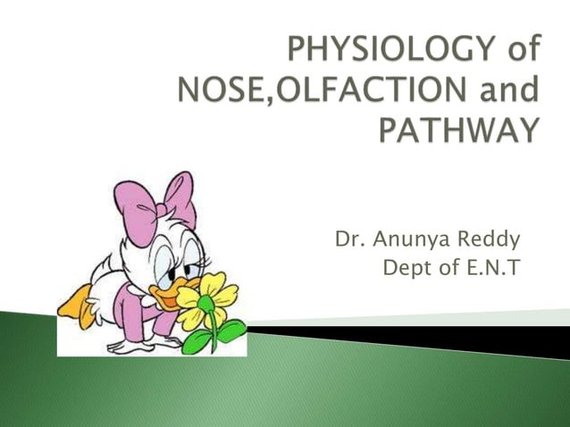 Physiology of nose, olfaction and pathway | PPTX