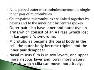 Physiology of nose, olfaction and pathway | PPTX