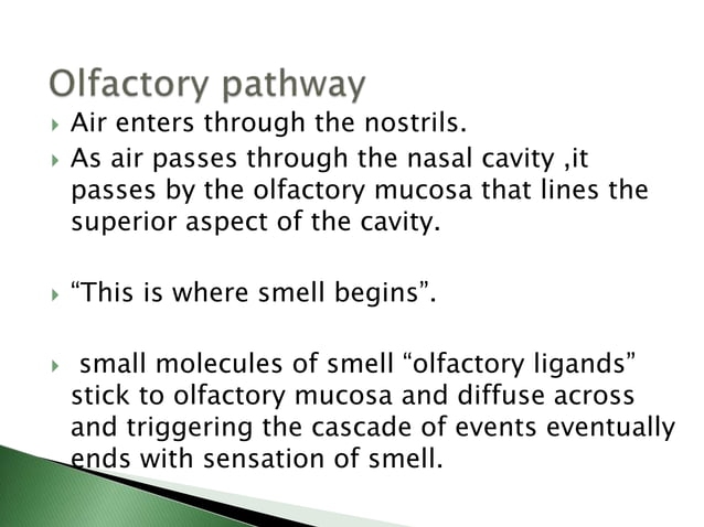 Physiology of nose, olfaction and pathway | PPTX