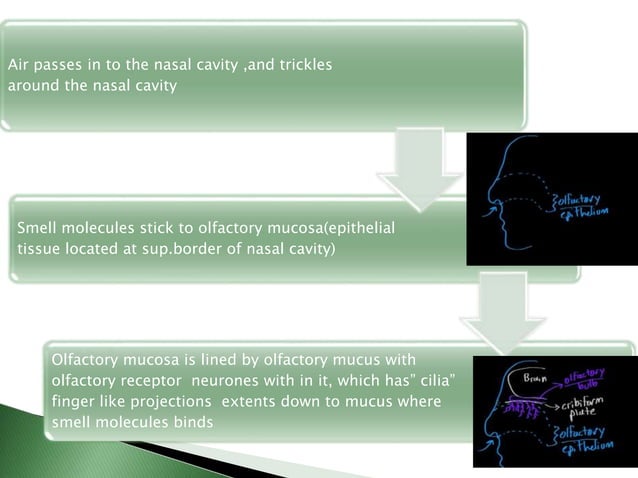 Physiology of nose, olfaction and pathway | PPTX