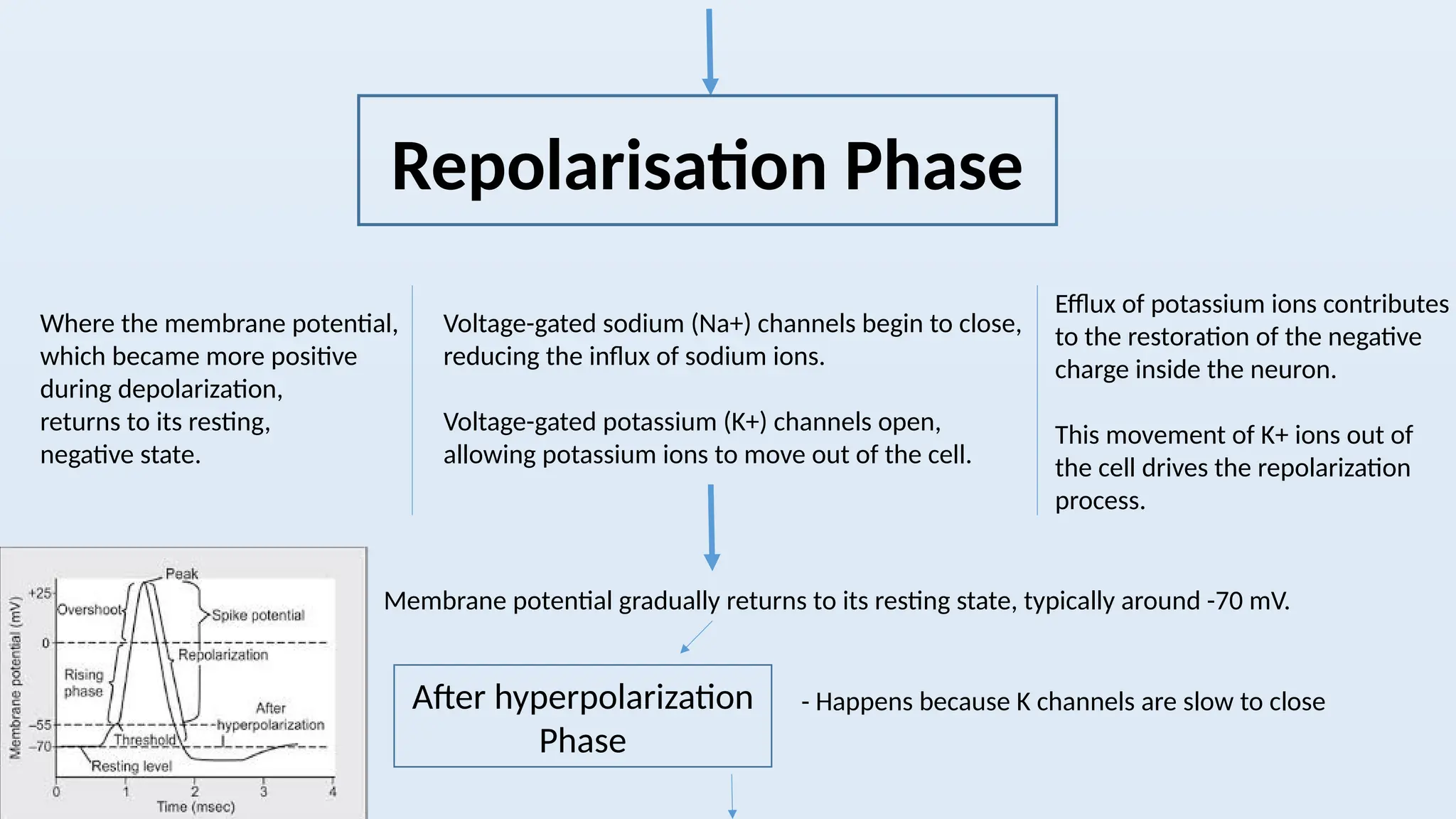 physio presentation-1 on the topic of phases of Action potentia.pptx