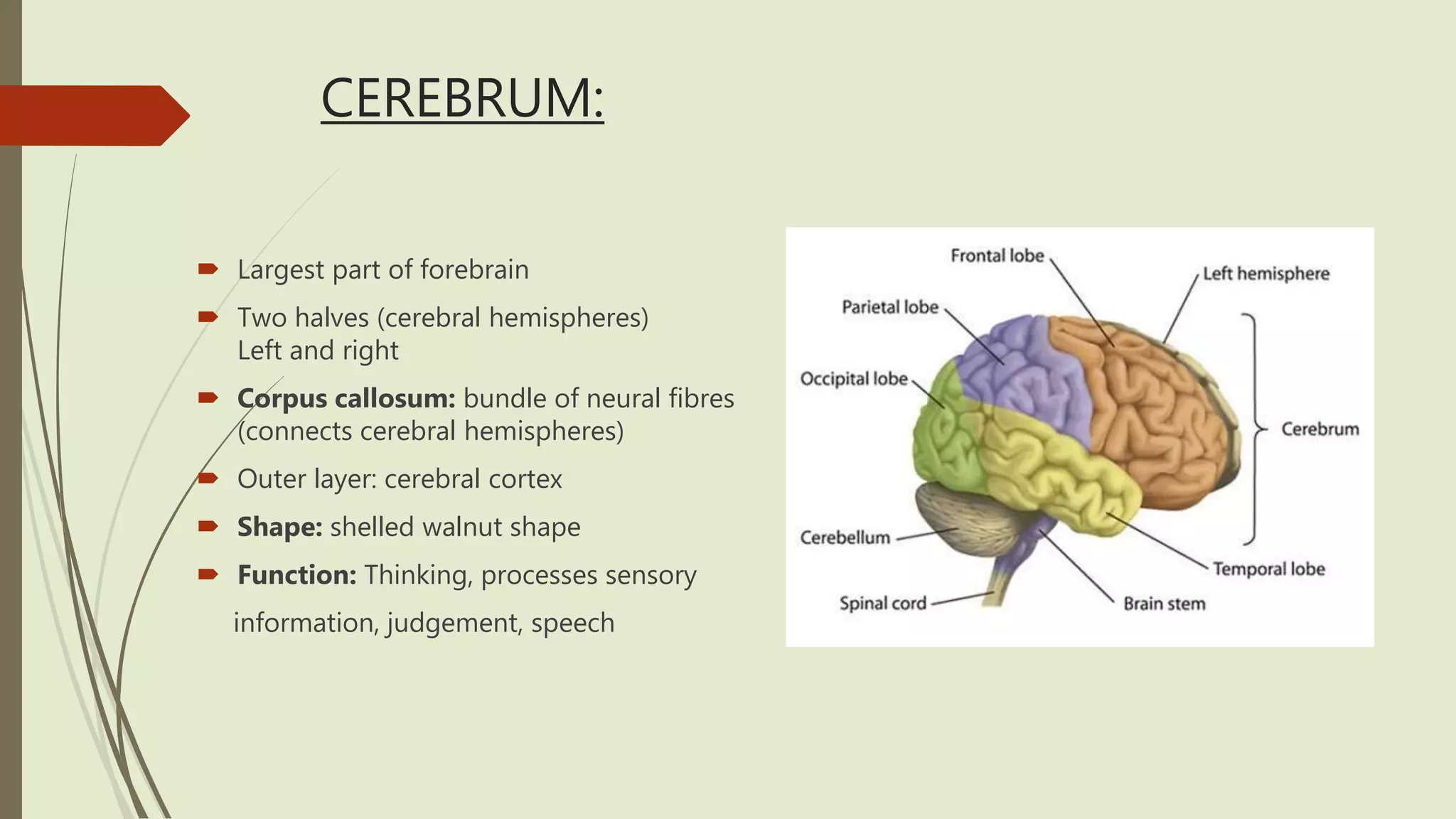 Parts of brain | PPTX | Brain and Nervous System Disorders | Diseases ...