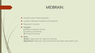 Parts of brain | PPTX | Brain and Nervous System Disorders | Diseases ...