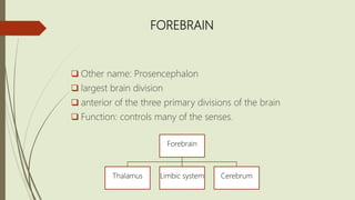 Parts of brain | PPTX | Brain and Nervous System Disorders | Diseases ...