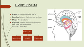 Parts of brain | PPTX | Brain and Nervous System Disorders | Diseases ...
