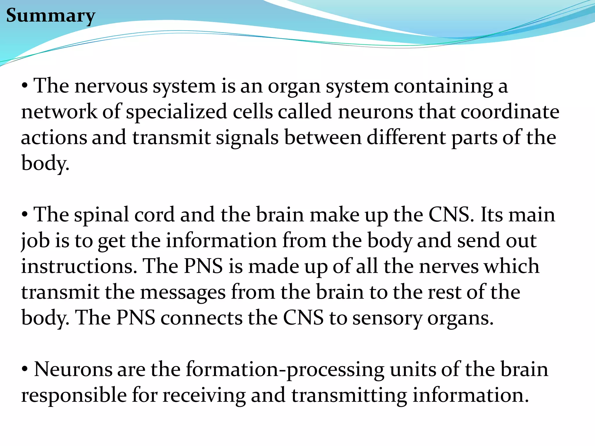The Nervous System | PPTX