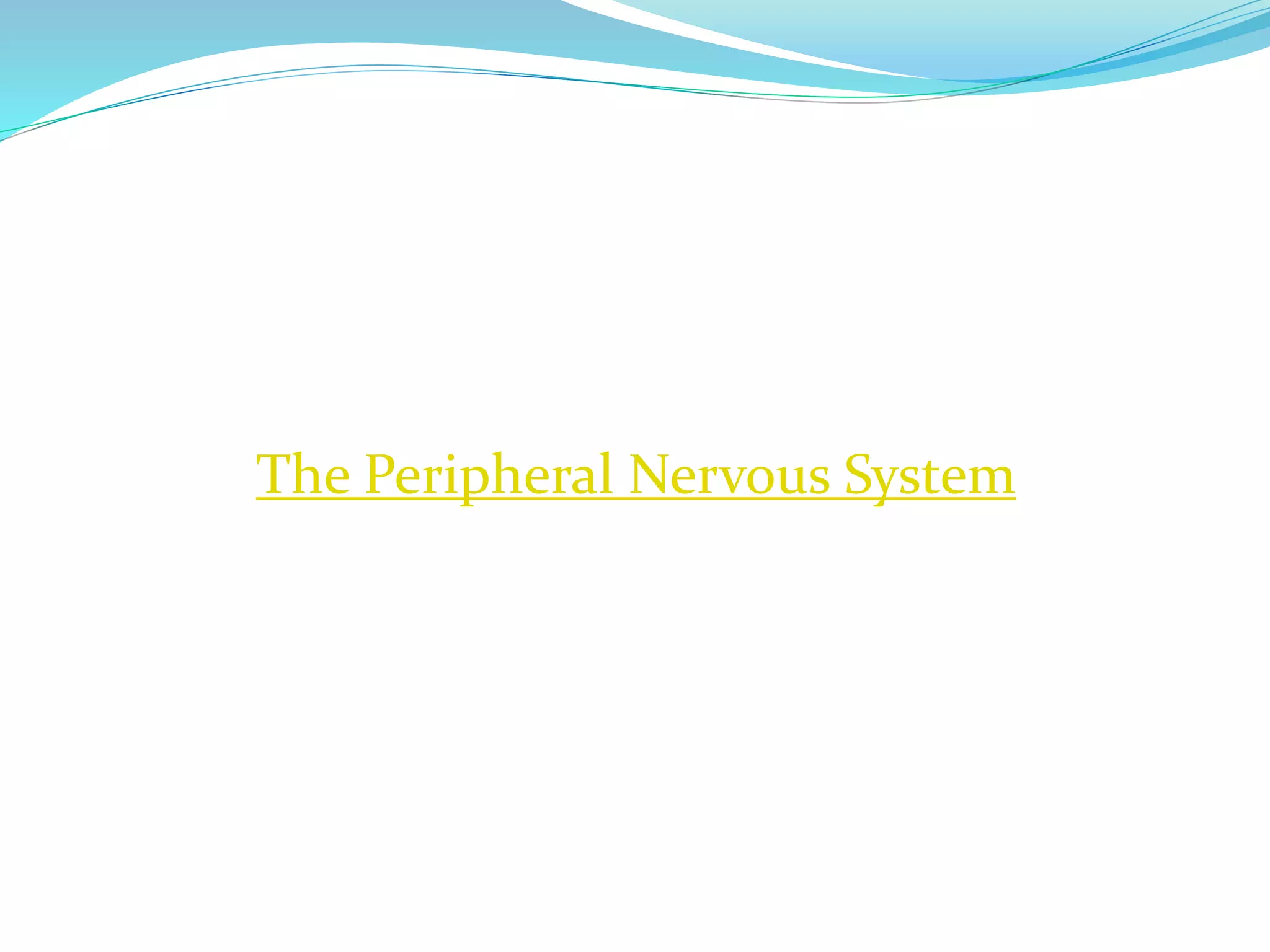 The Nervous System | PPTX