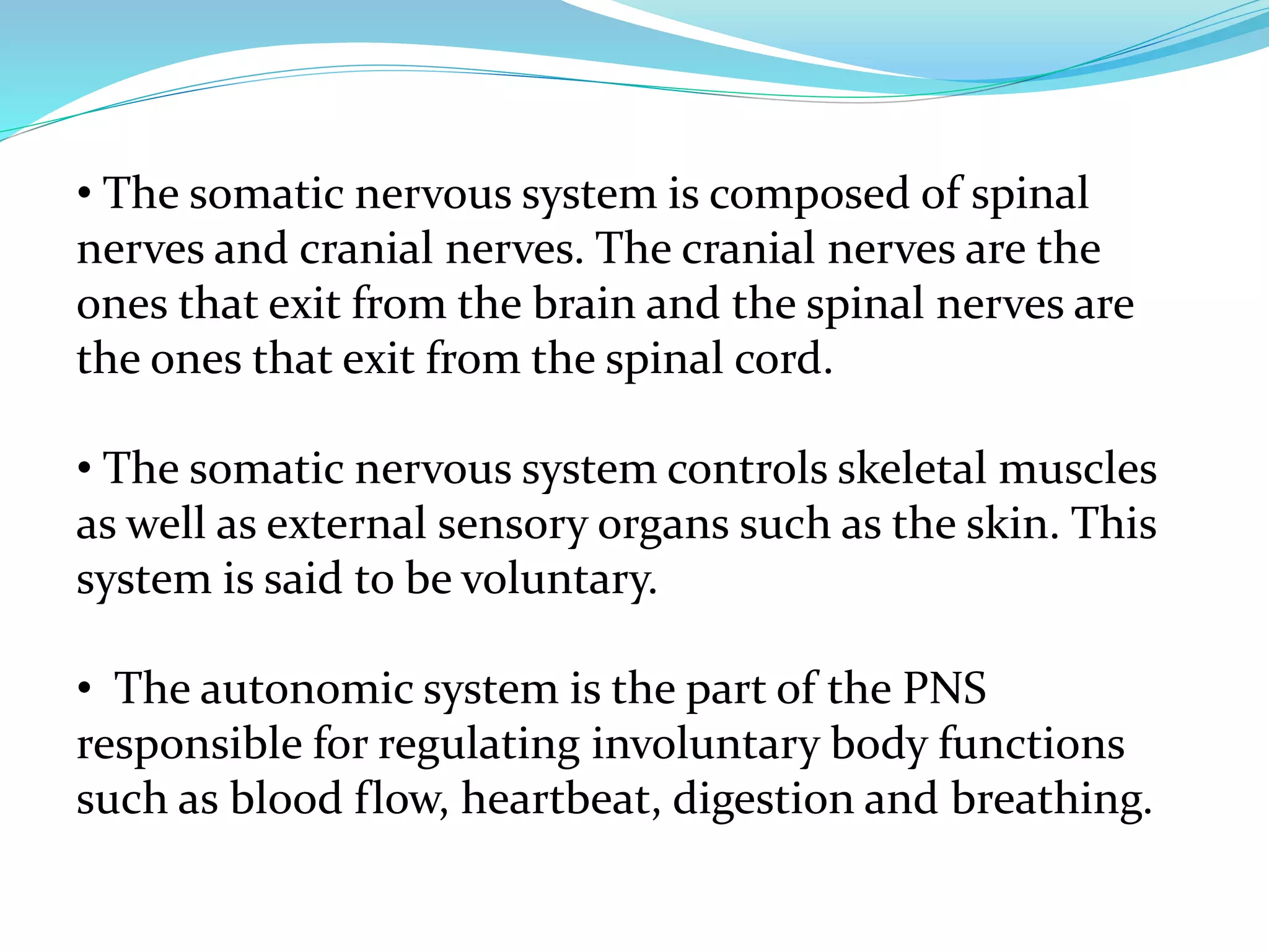 The Nervous System | PPTX
