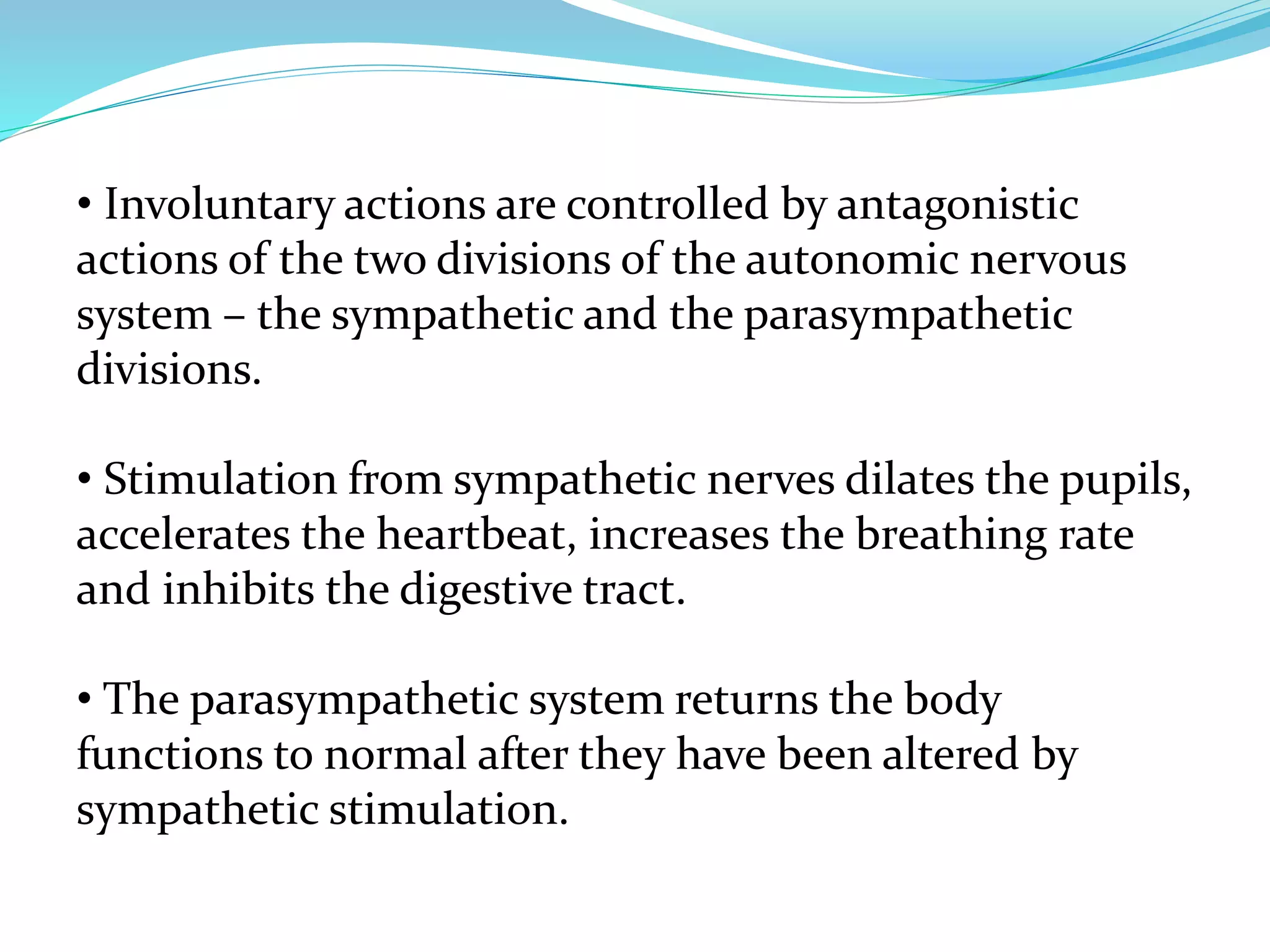 The Nervous System | PPTX