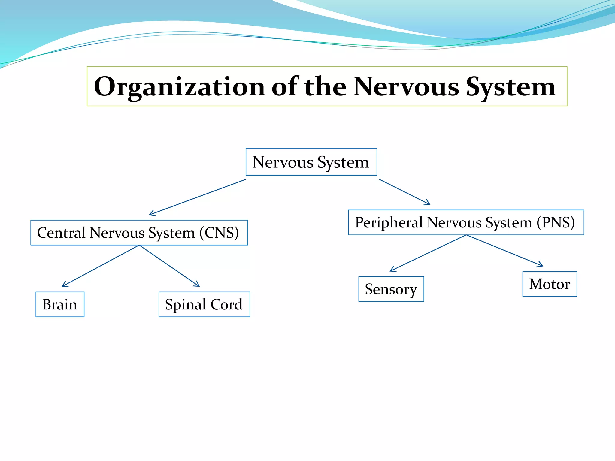 The Nervous System | PPTX