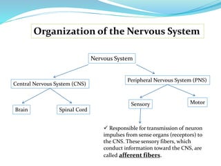 The Nervous System | PPTX