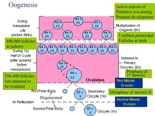 physio reproductive lela.ppt