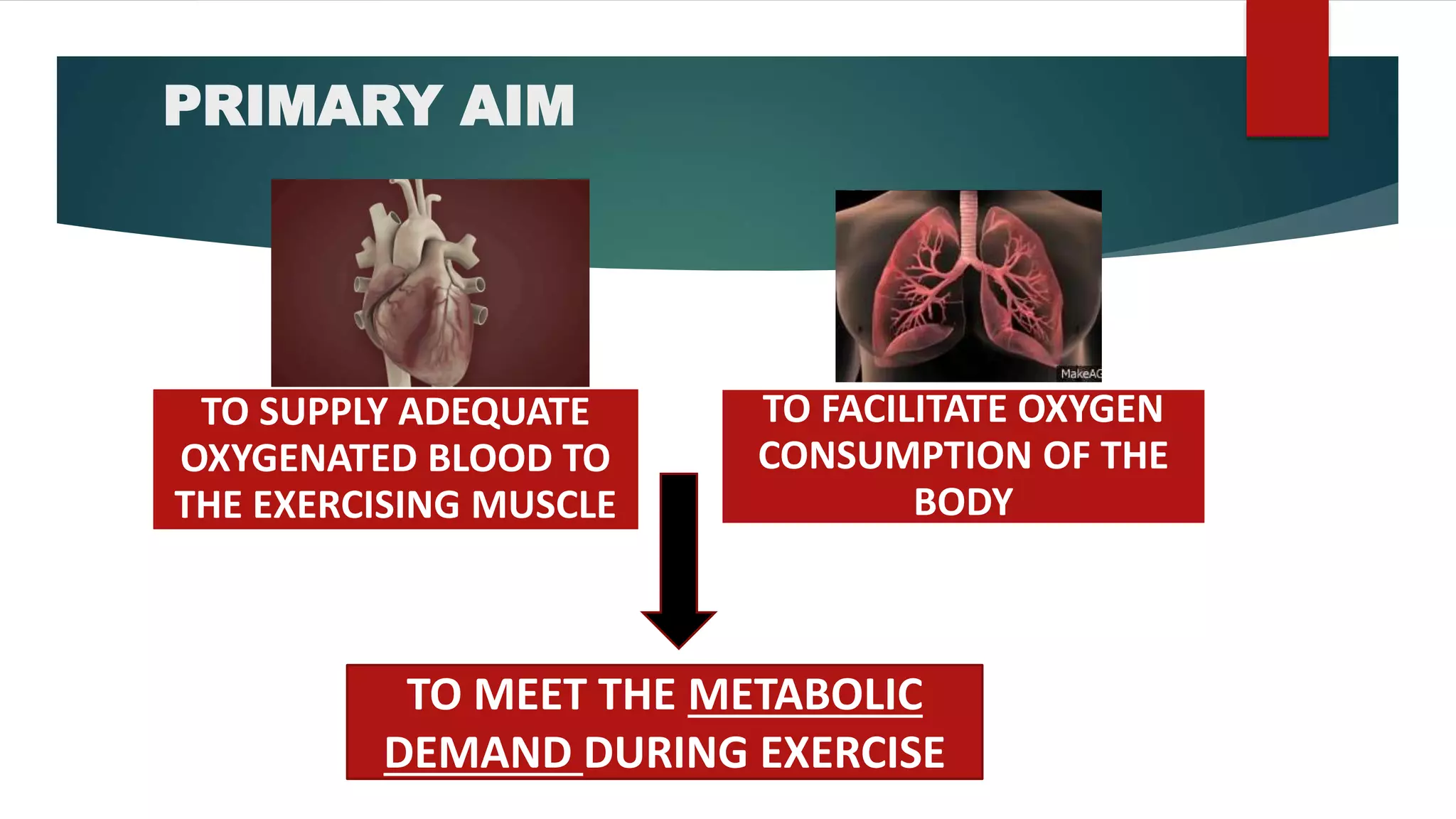 Cardio-Pulmonary Changes during Exercise | PPTX