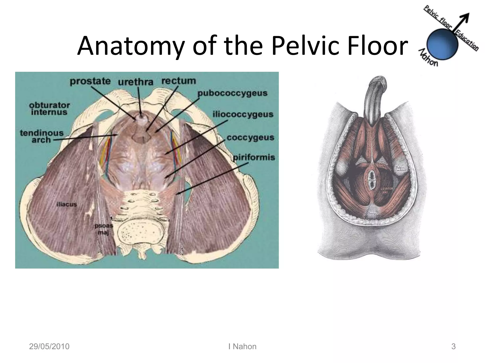 Physiotherapy and the_male_pelvic_floor_-_irmina_nahon | PPS