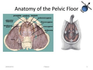 Physiotherapy and the_male_pelvic_floor_-_irmina_nahon | PPS