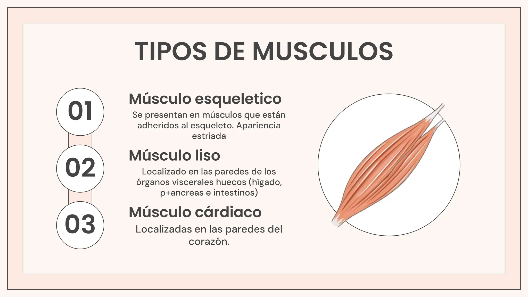 Presentación de Músculos del cuerpo humano | PPTX