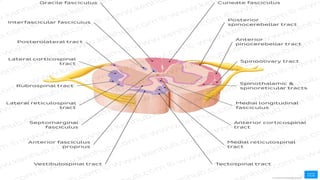 Understanding Spinocerebellar Tracts and Their Role in Human ...