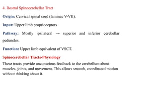 Understanding Spinocerebellar Tracts and Their Role in Human ...