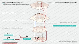 Understanding Spinocerebellar Tracts and Their Role in Human ...