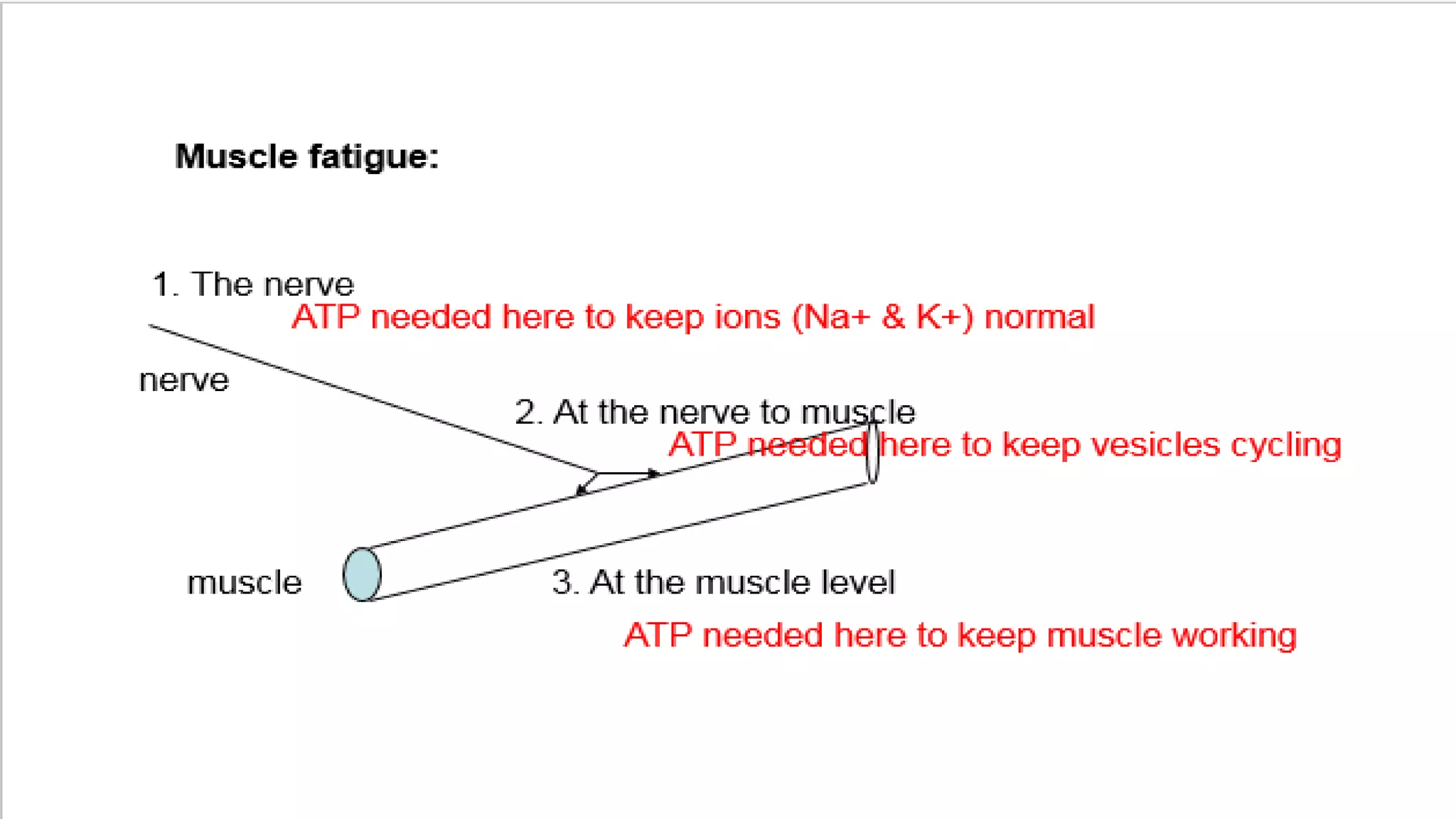 muscle fatigue | PPTX