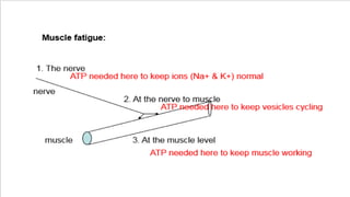 muscle fatigue | PPTX