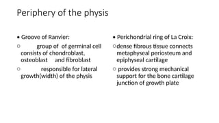 physis - final.pptx layers of physis in children | PPT