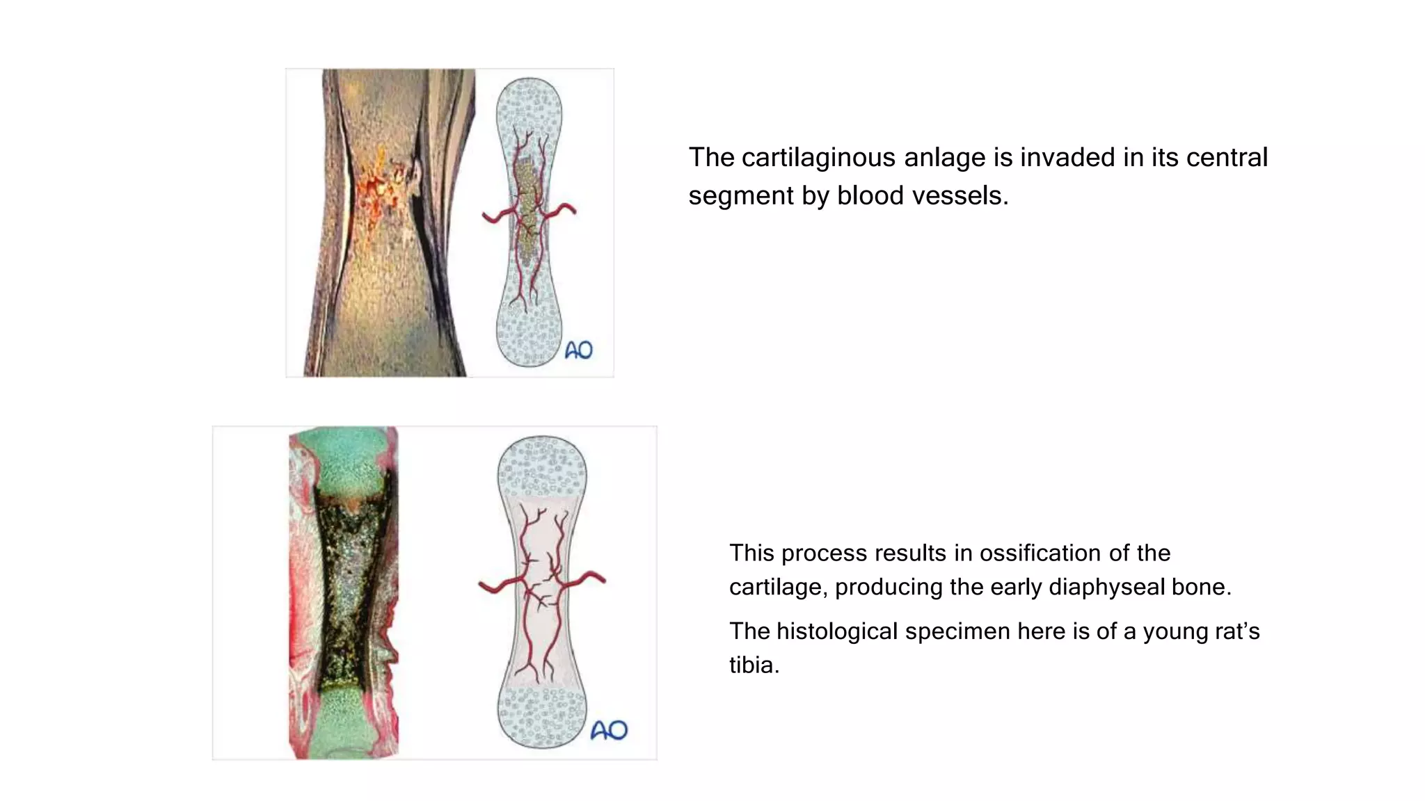 Physis-Development,Anatomy,Physiology,Pathology,Diseases | PPT