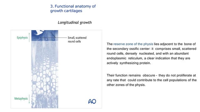 Physis-Development,Anatomy,Physiology,Pathology,Diseases | PPT