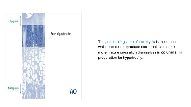 Physis-Development,Anatomy,Physiology,Pathology,Diseases | PPT