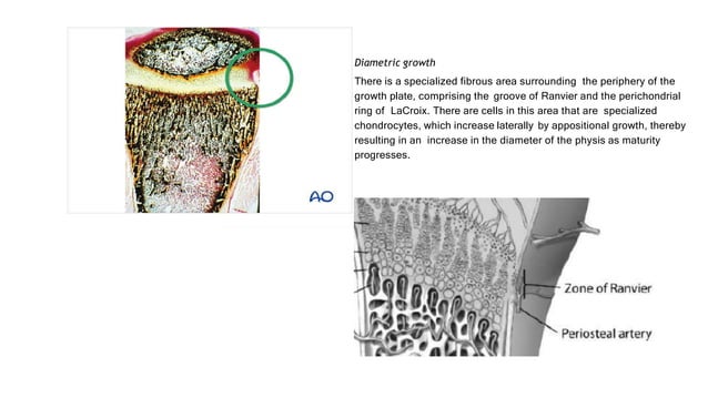 Physis-Development,Anatomy,Physiology,Pathology,Diseases | PPT