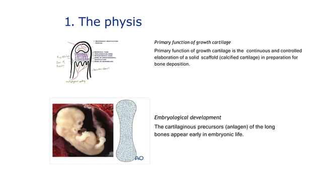 Physis-Development,Anatomy,Physiology,Pathology,Diseases | PPT