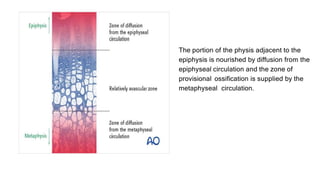 Physis-Development,Anatomy,Physiology,Pathology,Diseases | PPT